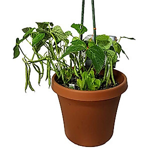 Plant Hydrator [All New Automatic Daily Drip Waterer to Beat This Summer's Heat Container Garden Organic Vegetables Confidently [Fits Grow Bags Self Watering Planters]