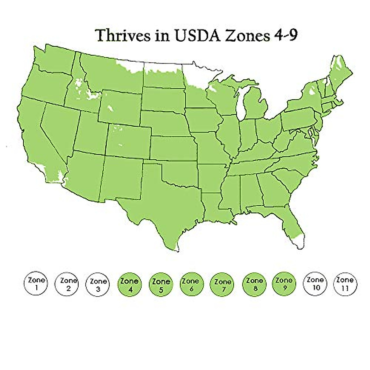 1 Gal. Endless Summer Bloomstruck Hydrangea