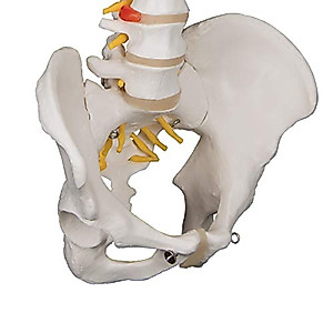 3B Scientific A58/1 Classic Flexible Spine male - 3B Smart Anatomy