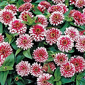Outsidepride Zinnia Swizzle Cherry Ivory Heat & Drought Tolerant Garden Cut Flowers - 30 Seeds