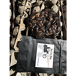 Bad Ass Bugs 200 Large Dubia Roaches