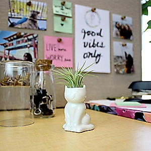 NW Wholesaler 2.25 Inch White Ceramic Cat Shaped Air Plant Holder - (Ceramic Only) Table Top Display Animal Shaped Planters and Vases for Air Plants and Other Mini Plants