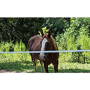 SGT Knots High Visibility Electric Fence Poly Tape - Electric Twisted Poly Pro - Long Lasting 5 Stainless Steel Conductors (1/2" x 656ft, 1 Spool - White)