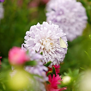 China Aster Seeds - Ostrich Feather Mix - Packet - Pink/Purple/White Flower Seeds, Open Pollinated Seed Attracts Bees, Attracts Butterflies, Attracts Pollinators, Easy to Grow & Maintain, Container