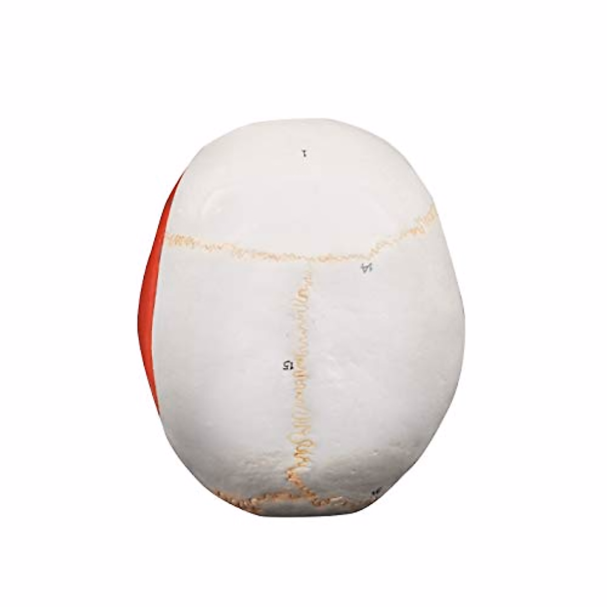 Vision Scientific VAL208 Human Skull with Markings, Muscle and Sutures | Muscle Origins (Painted red) and Insertion (Painted Blue) | Detailed Hand Numbering | Includes Detailed Product Manual