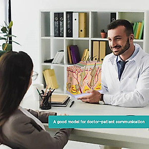 LVCHEN Skin Anatomy Model - Skin Diagram Model Human Anatomy Skin Model Skin Structure 50X Magnification Model with Hair