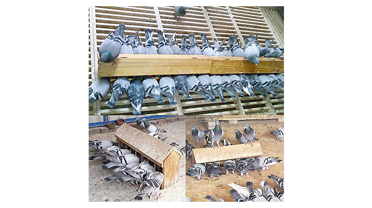 Wooden Bird Feeder - Durable Pigeon Food Dispenser for Garden