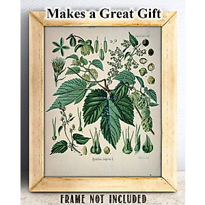 Hops Plant - 11x14 Unframed Art Print - Makes a Great Home Bar Decor and Gift Under $15 for Home Brewing Beer Makers
