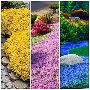 3000+ Mix Creeping Thyme Seeds Ground Cover for Planting , Heirloom Thymus Serpyllum , Ground Cover Plants Easy to Plant and Grow, Non-GMO Yellow, Pink, Blue