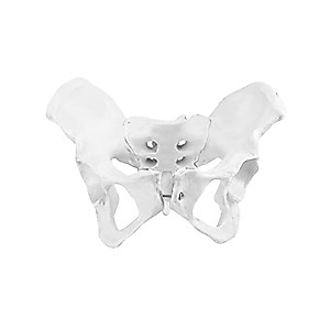 QWORK Life Size Female Hip Bone Pelvic Model, Female Pelvis Model, Including Two Hip Bones, Sacrum and 4/5 Lumbar Spine, Pelvic Skeleton Anatomical Model, for Science Studying