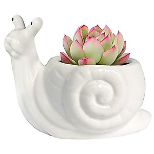 GeLive Ceramic Succulent Planter, White Snail Plant Pot with Drainage Hole, Animal Bonsai Holder Window Box for Cactus, Succulent Plants Home Office Garden Flower Pot Gifts for Plants Lover