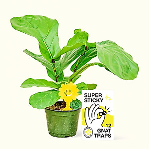 Super Sticky Gnat Traps 12PK