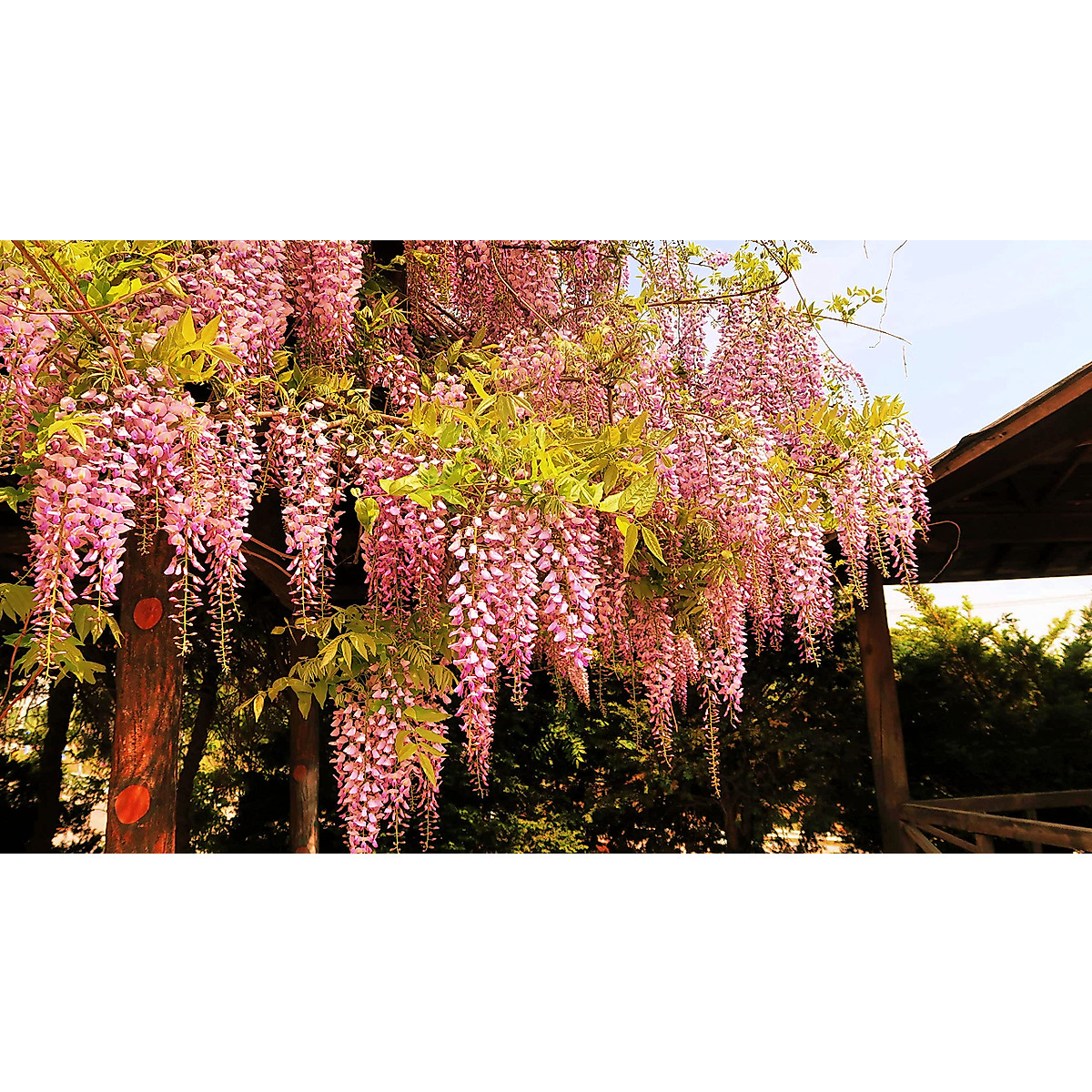 Rare Pink Wisteria Bonsai Tree Seeds, 5 Seeds - Highly Prized Japanese Wisteria Floribunda