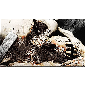 PS4 ONIMUSHA Genma Fu-inbako PlayStation4 Game soft Japan CAPCOM BOX