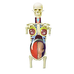 Anatomy Model of Human Internal Organs—Anatomical Model of Human Pregnancy and Pregnancy Organs—37 Parts—Science Education