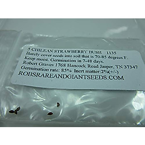 1135-Chilean Strawberry Bush (Ugni molinae) Seeds by Robsrareandgiantseeds UPC0764425787488 Non-GMO,Organic,Historic Plants, Bonsai,1135 Package of 5 Seeds