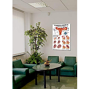 Pregnancy and Birth Poster 24 x 36 Heavy Plastic and Dry Erase Compatible