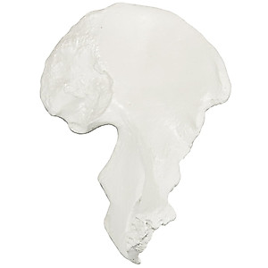 Axis Scientific Hip Bone Model | Left | Cast from a Real Human Coxal Bone l Hip Bone Model Has Realistic Texture and Important Bony Landmarks | Includes Product Manual