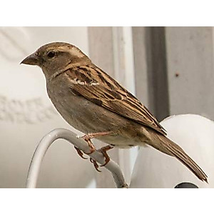 FMS Ravenox Sparrow and Starling Eliminator Trap | Starling Trap, Sparrow Trap | House Sparrow Trap for Eliminating Invasive, Non-Native Sparrows | Bird Trap with Sparrow Trap Door