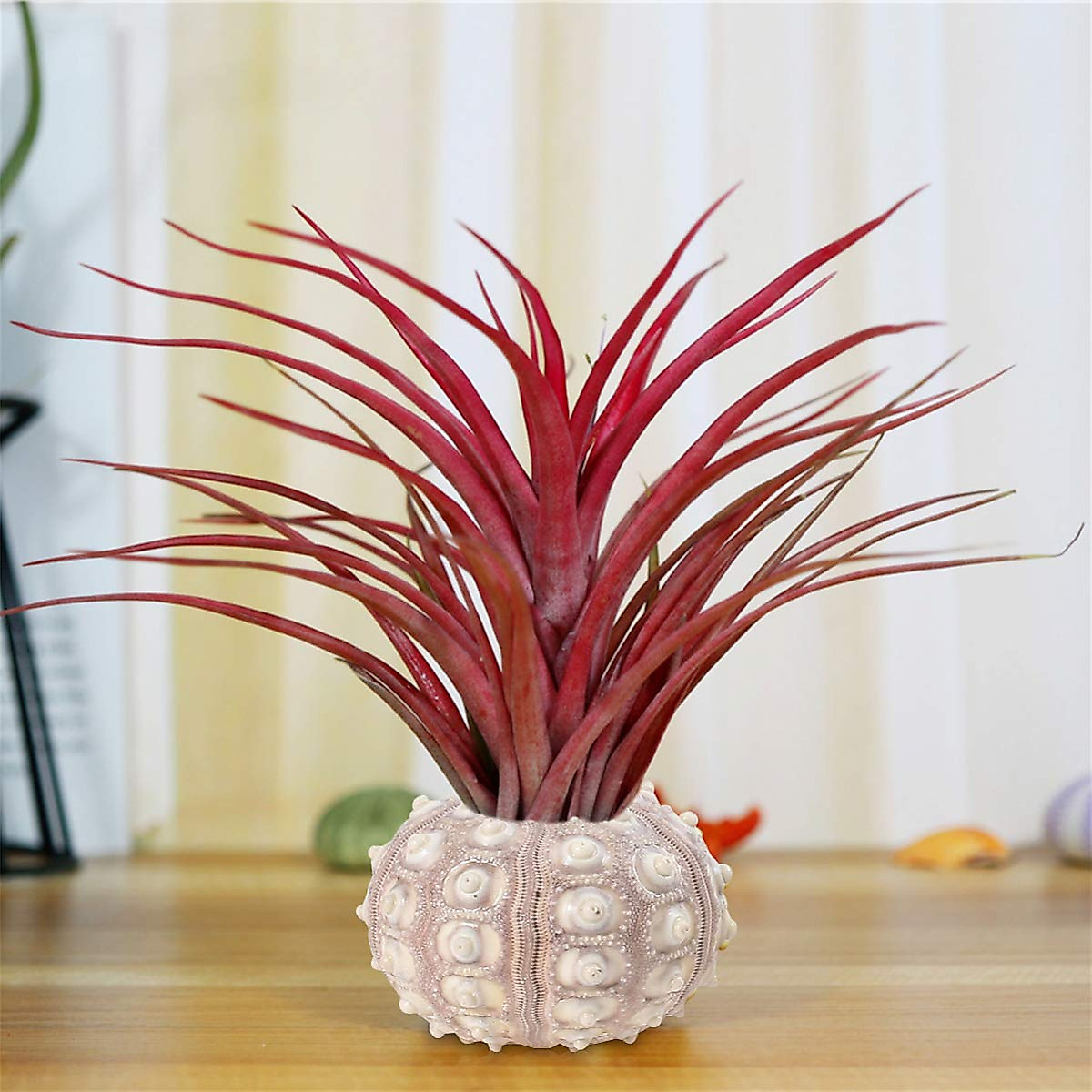Hemoton 4Pcs Sea Urchin Shells Air Plant Planter Holder Tillandsia Small Container Plant Bonsai Cactus Pot Decorative Home Decor for Desktop