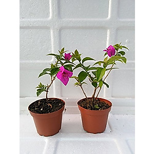 *Two Royal Purple Bougainvillea Plant -Indoors/Out or Bonsai/from Jmbamboo