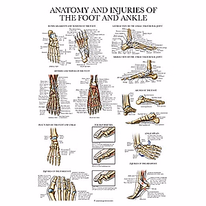 Palace Learning 2 Pack - Anatomy and Injuries of the Hand & Wrist + Anatomy and Injuries of the Foot & Ankle - Set of 2 Anatomical Charts - Laminated 18" x 24"