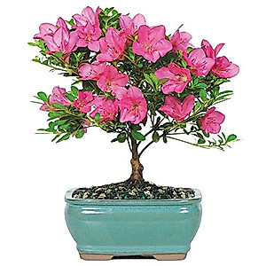 Brussel's Bonsai Live Satsuki Azalea Outdoor Bonsai Tree-5 Years Old 6" to 8" Tall with Decorative Container, Small, Blank