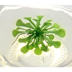 Bloomify Live Sundew Plant Terrarium – Enclosed Ecosystem with Zero Maintenance – Unique Ecosphere Plants for Home Décor – Drosera Spatula Sundew Plant –Great Gift – Self-Sustaining Terrarium