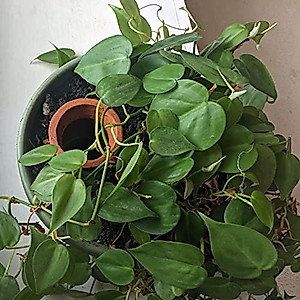 Clay Olla - Pint Sized - Ideal for a 8"-12" Pot