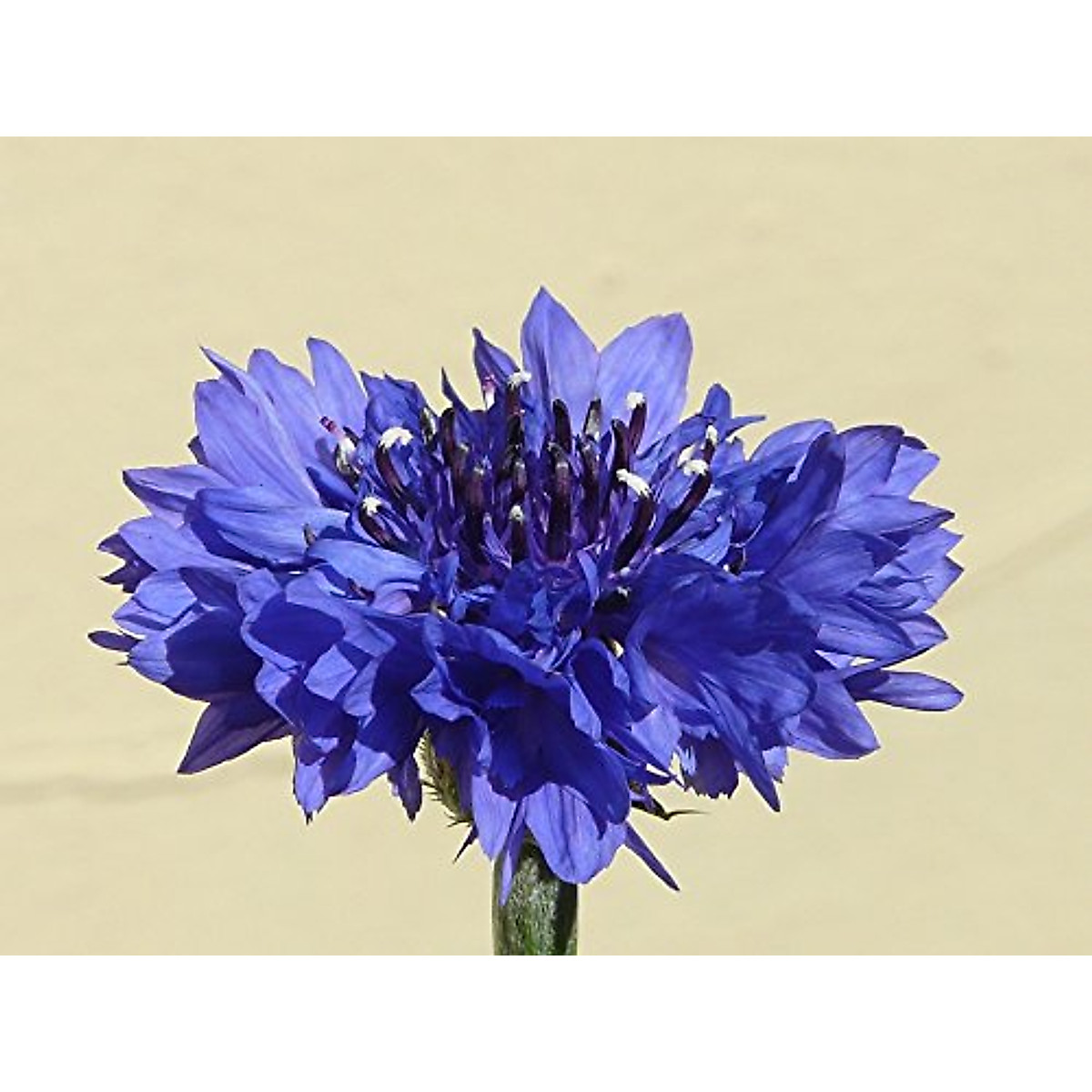 200 Dwarf Bachelor Button Seeds for Planting - Heirloom Non-GMO USA Grown Cornflower Seeds for Planting - Centaurea Cyanus Blue Flowers by RDR Seeds