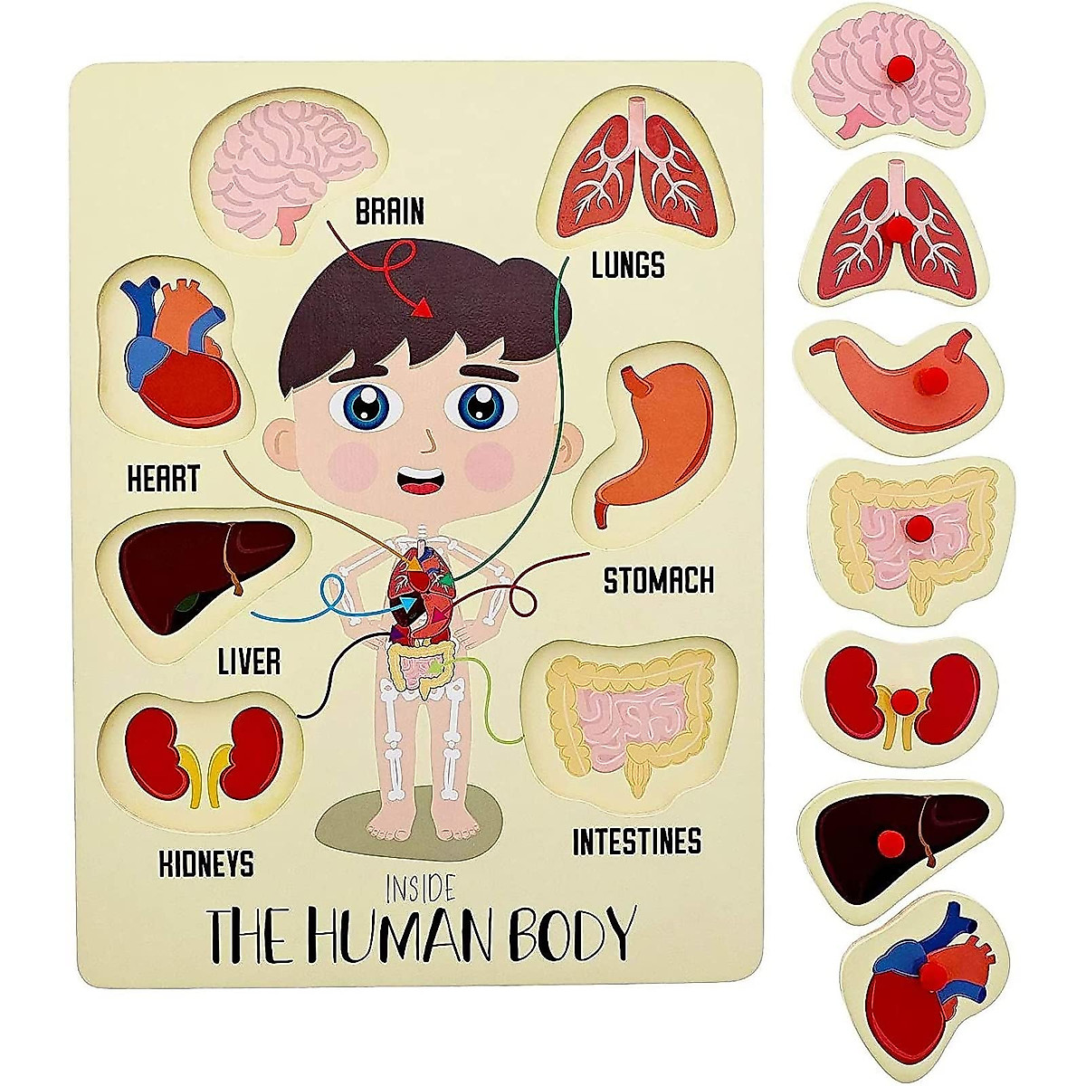 Blue Panda 2 Pack Educational Wood Peg Anatomy Puzzle Toys for Kids Game, Human Body Parts