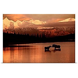 GreatBIGCanvas Entitled Moose Kissing in Wonder Lake Denali NP Digital Composite Poster Print, 24" x 16", Multicolor