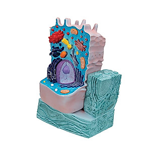3B Scientific R04 Animal Cell Model, 8.3" x 4.3" x 12.2"