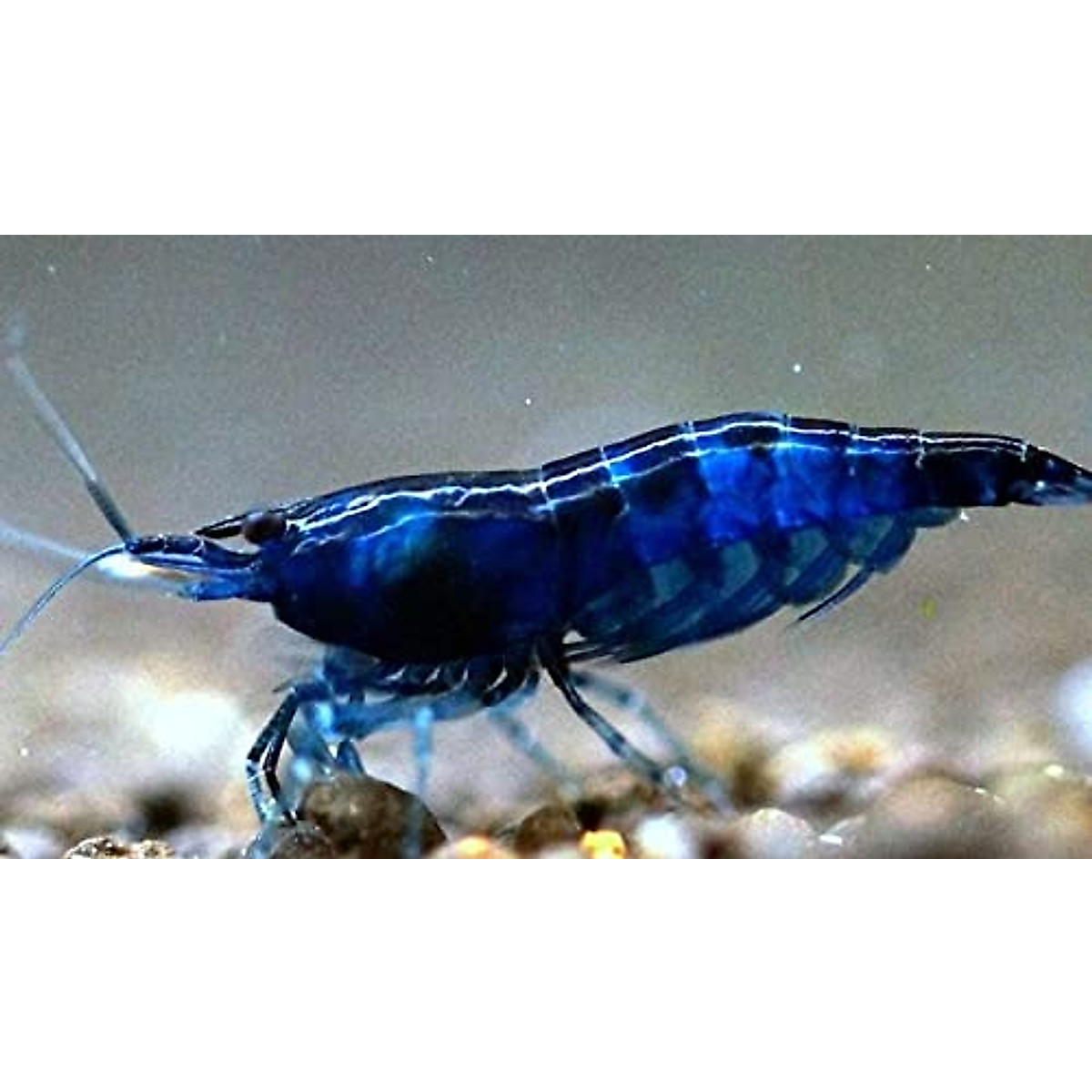 ShrimpRack 8 Blue Dream Neocaridina Freshwater Aquarium Shrimps 1/4 to 1/2 inch Long Live Arrival, 8 Count (Pack of 1)