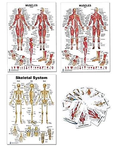 Blue Tree Publishing 4 pack - Anatomical Muscle Poster Set & Bonus Pocket Charts, Female, Male, Skeletal Muscle Poster 12 x 17 inch, Pocket chart 3 x 5 1/4 inch