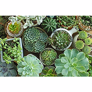 Mixed Color 200pcs Rare Succulents Seeds Garden and Home Bonsai Flower Plant