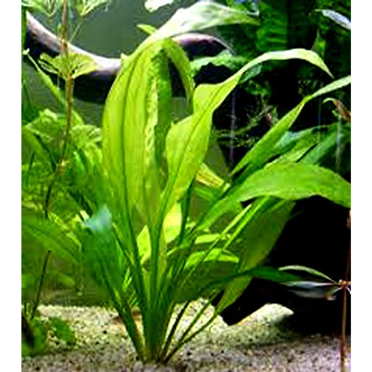 Aquatic Discounts - 4 Types of Easy/Beginner Live Aquarium Plants - Anubias + Amazon Sword + Ludwigia + Java Moss BUY2GET1FREE!