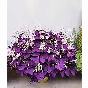 12PCS Purple Shamrocks Bulbs Good Luck Plant, Purple Oxalis Bulbs for Planting Grows Indoor or Outdoor, Oxalis Triangularis Bulbs The Novice Gardener's Choice
