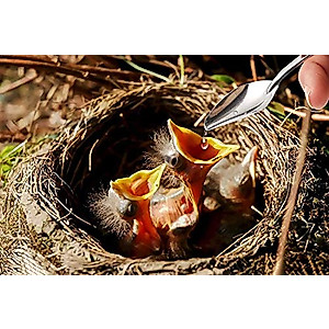 FULAIERGD 60ML Baby Bird Parrot Feeding Tubes, Liquid Medicine Feeder Push-Tube Pet Cat Dog Feeding Medicine with 2 Pcs Stainless Steel Metal Feeding Spoon (60ML)