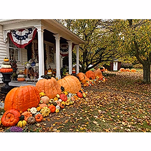 Ron Wallace's Whoppers Giant Pumpkin Seeds (5 Seeds per Package)
