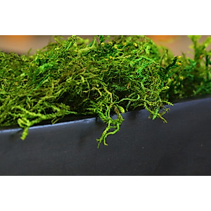 SuperMoss (25322) Forest Moss Preserved, Fresh Green, 8oz