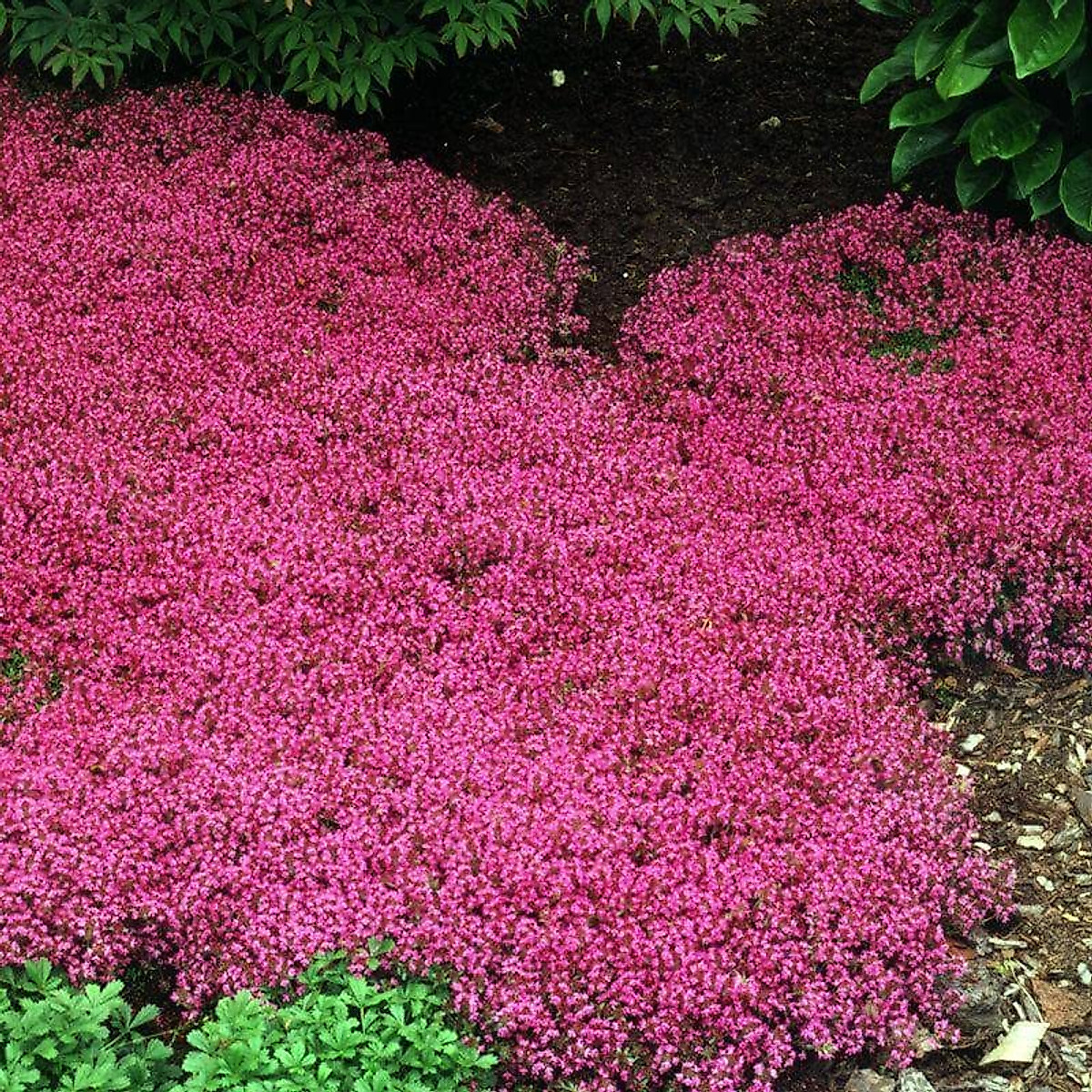 17000+ Red Creeping Thyme Seeds Ground Cover Plant Seeds Perennial- Non-GMO Heirloom Flower Creeping Thyme Seeds for Planting