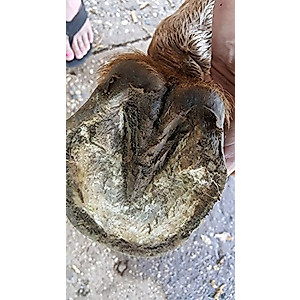 Big Mare Equine White Line Gel for Horse Hoofs | Treats White Line Hoof Disease