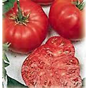 Tomato, Beefsteak, Heirloom, 25+ Seeds, Great Sliced Tomato, Delicious