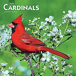 Cardinals | 2023 12 x 24 Inch Monthly Square Wall Calendar | BrownTrout | Animals Wildlife Red Birds