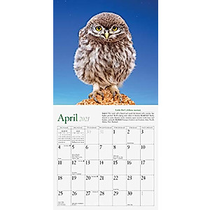 Audubon Little Owls Mini Wall Calendar 2021