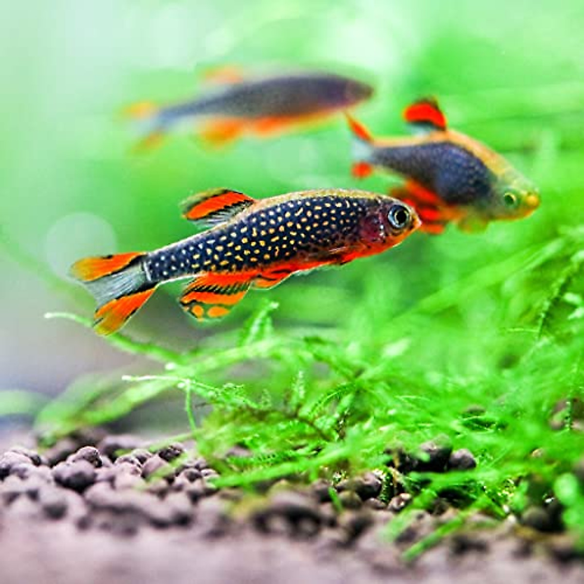 Neat&Tidy Galaxy Rasbora/Celestial Pearl Danio Small - 8 Pack Live Freshwater Aquarium Fish