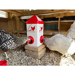 RentACoop Chick2Chicken 5lb 2-Port Feeder - Includes Anti-Roost Lid and Slider Port Covers - Suitable for Quail, Pigeons, Doves, Chicks, and Adult Chickens