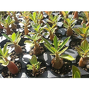 12 Live Plants 1.5 to 3" Desert Rose Seedlings in Assorted Colors -