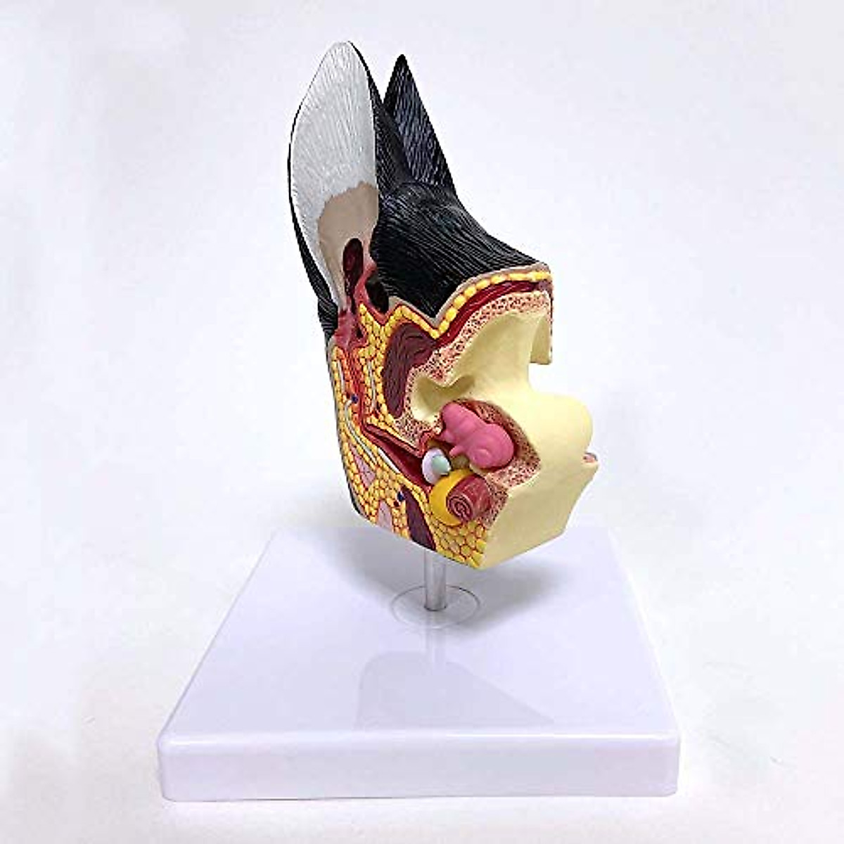 Canine Ear Model 2 Sided Showing Infected Ear one Side and Normal Ear The Other